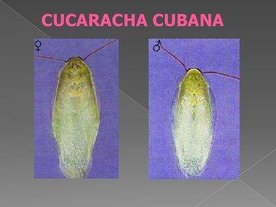 Cucaracha cubana - EcuRed
