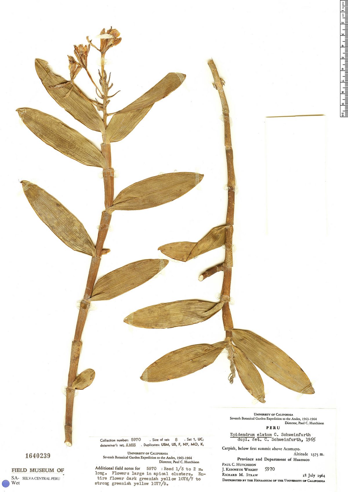 Epidendrum elatum - EcuRed