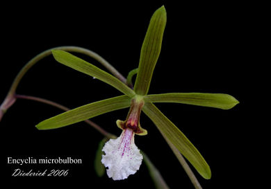 Encyclia microbulbon - EcuRed