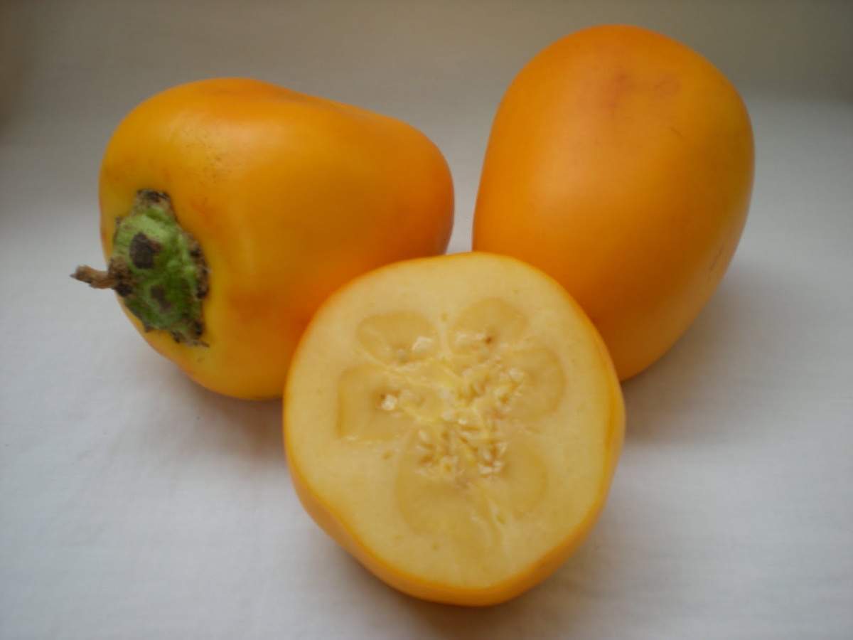 Cocona - EcuRed