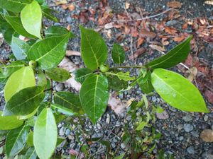 Ficus adenosperma - EcuRed