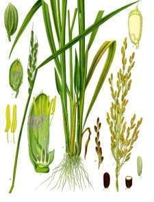 Oryza sativa - EcuRed