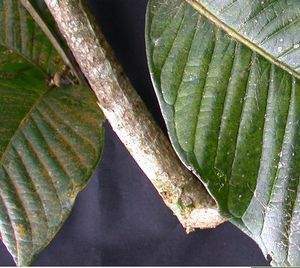 Inga spectabilis - EcuRed