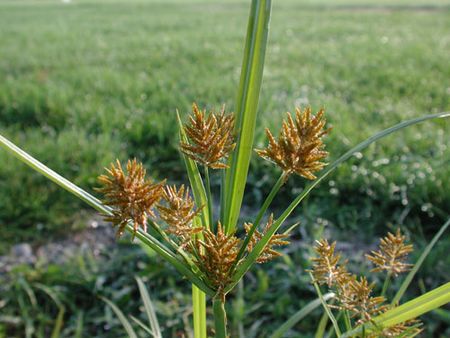 Cyperaceae - EcuRed