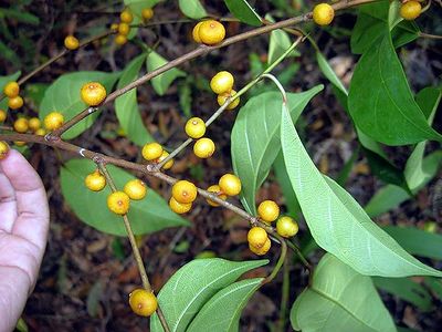 Ficus chartacea - EcuRed