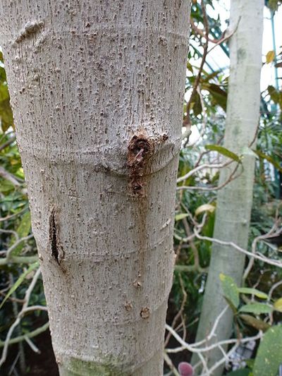 Ficus auriculata - EcuRed