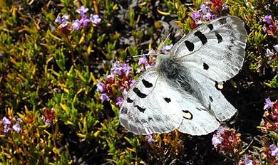 Mariposa Apolo - EcuRed