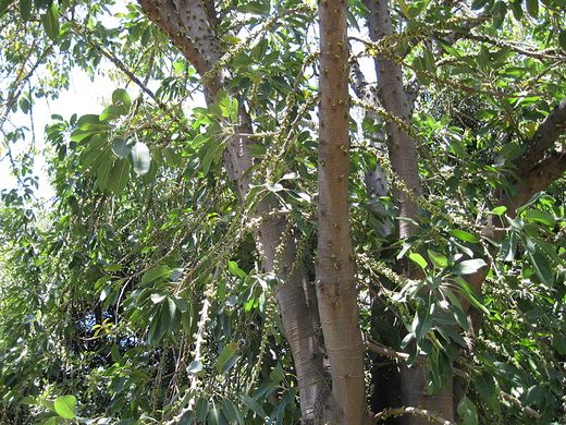 Ficus geniculata - EcuRed