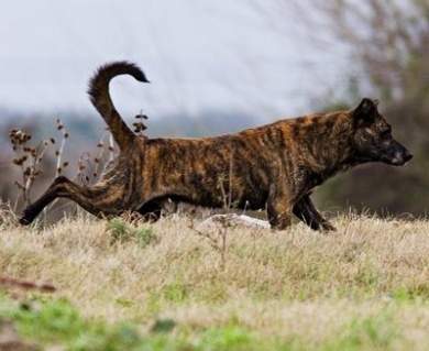 Cimarrón uruguayo - EcuRed