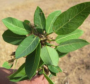 Ficus cordata - EcuRed