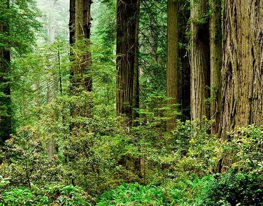 Las Embryophyta o plantas terrestres - EcuRed