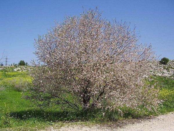 Almendra - EcuRed