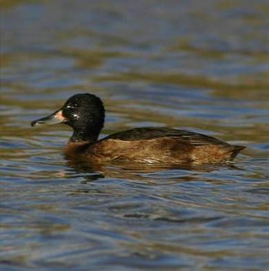 Pato cabeza negra - EcuRed
