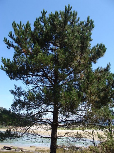 Pinus pinaster - EcuRed