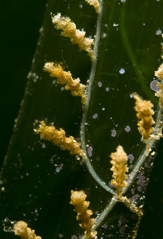 Sertularia perpusilla - EcuRed
