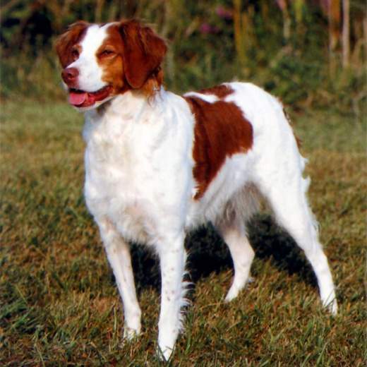 Spaniel bretón - EcuRed