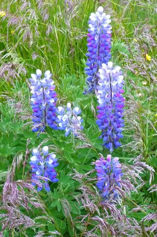 Lupinus nootkatensis - EcuRed