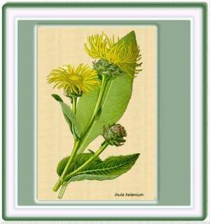 Inula helenium - EcuRed