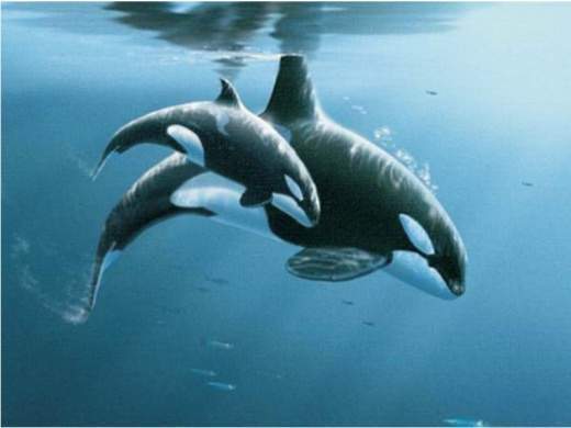 Orca - EcuRed