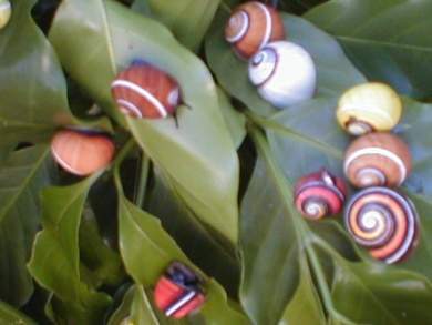 Polymita picta - EcuRed