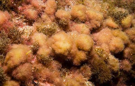 Ceramium sp. - EcuRed