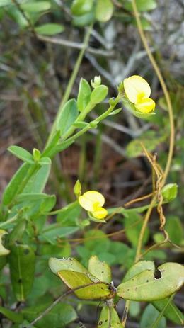 Crotalaria rotundifolia - EcuRed