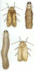 Polilla - EcuRed