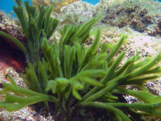 Codium Tomentosum - EcuRed