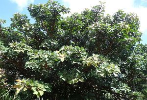 Ficus vasta - EcuRed