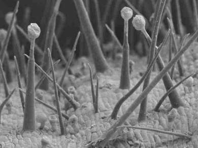 Tricomas - EcuRed