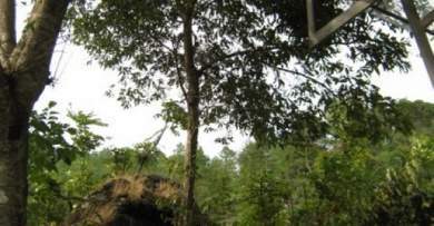 Castanopsis tribuloides - EcuRed