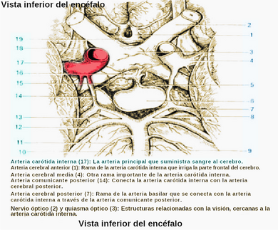Arteria carótida interna - EcuRed
