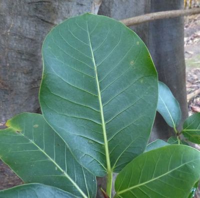 Ficus laurifolia - EcuRed