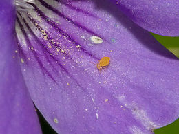 Sminthurus viridis - EcuRed