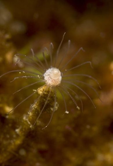 Tubularia sp - EcuRed