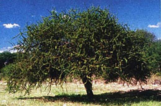 Acacia caven - EcuRed