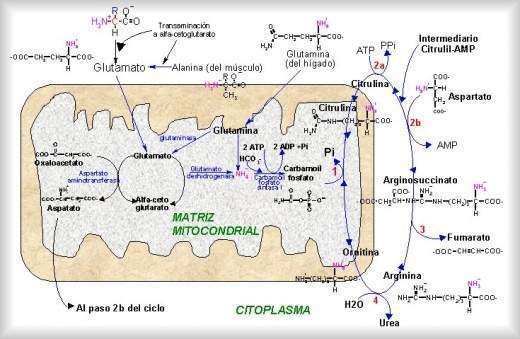 Ciclo de la urea - EcuRed
