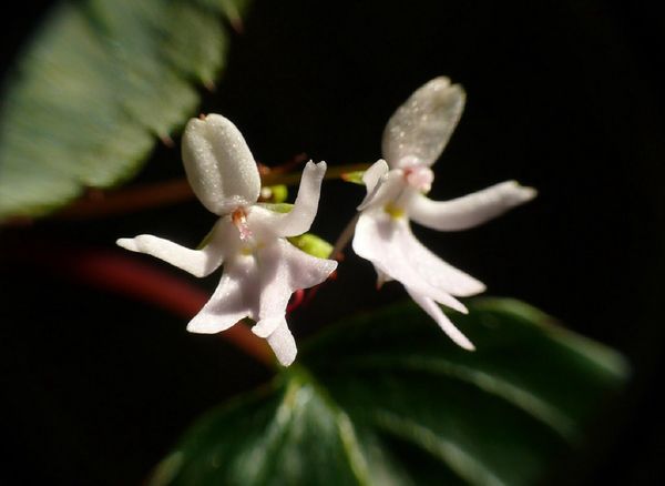 Impatiens bequaertii - EcuRed