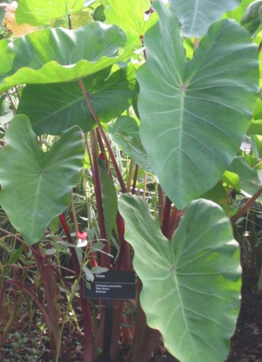Araceae - EcuRed