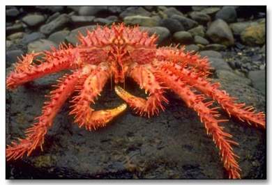 Lithodes antarcticus - EcuRed