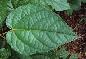Croton caudatus - EcuRed