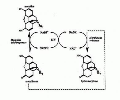 Cofactor - EcuRed