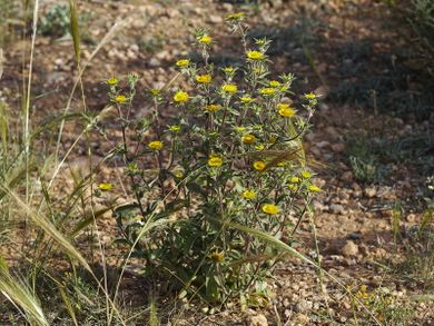 Asteriscus spinosa - EcuRed