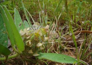 Crotalaria anthyllopsis - EcuRed