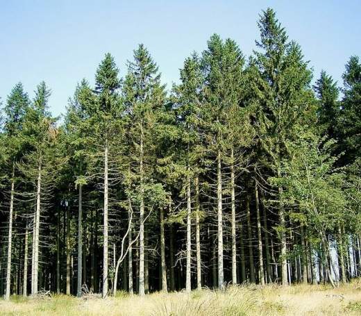Picea - EcuRed