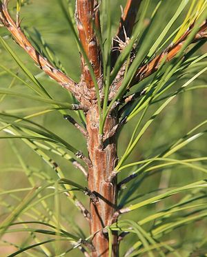 Pinus taeda - EcuRed