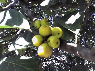 Ficus lutea - EcuRed