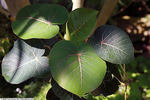 Ficus petiolaris - EcuRed