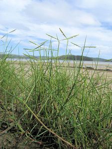 Paspalum vaginatum - EcuRed