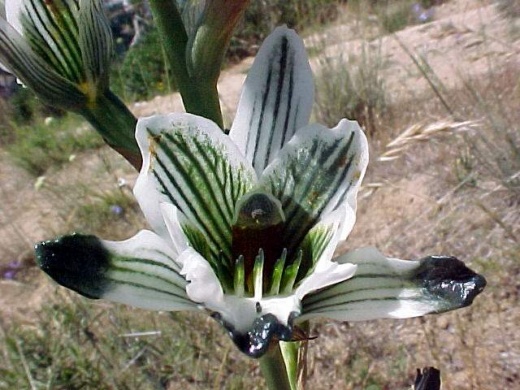 Chloraea - EcuRed